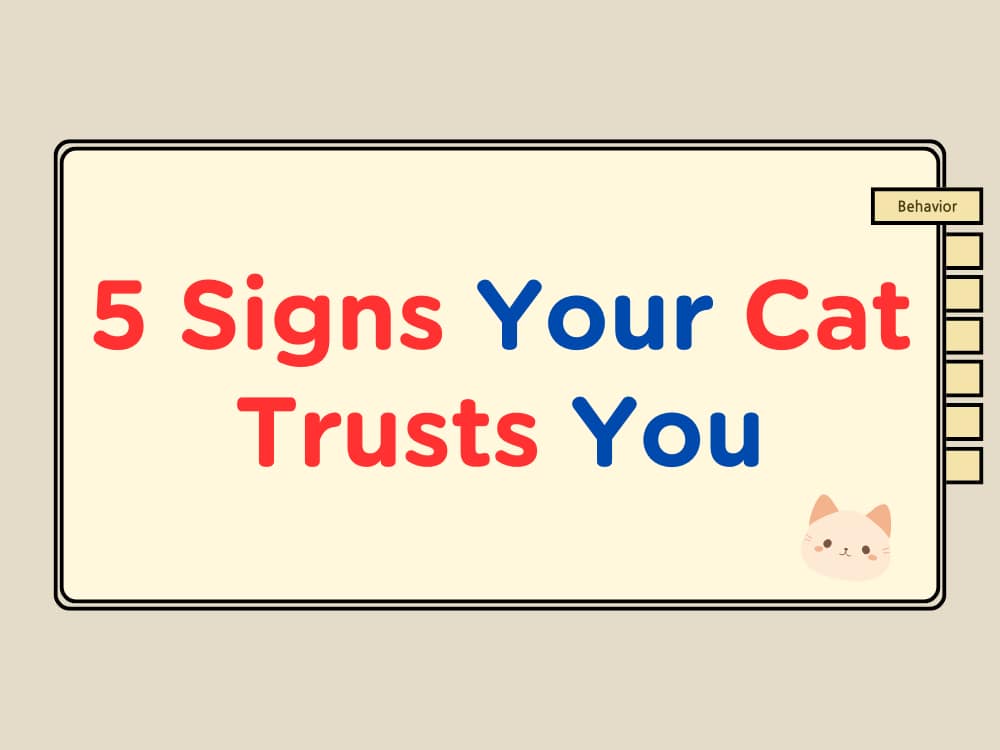 Cat Trusts You When You See These 5 Clear Signs