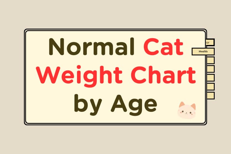 Cat Weight Chart by Age: A Guide to Keeping Your Cat Healthy