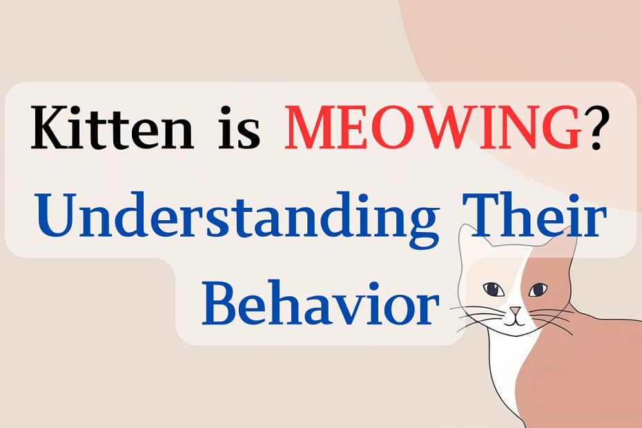 Why Is Your Kitten Meowing? Understanding Their Behavior