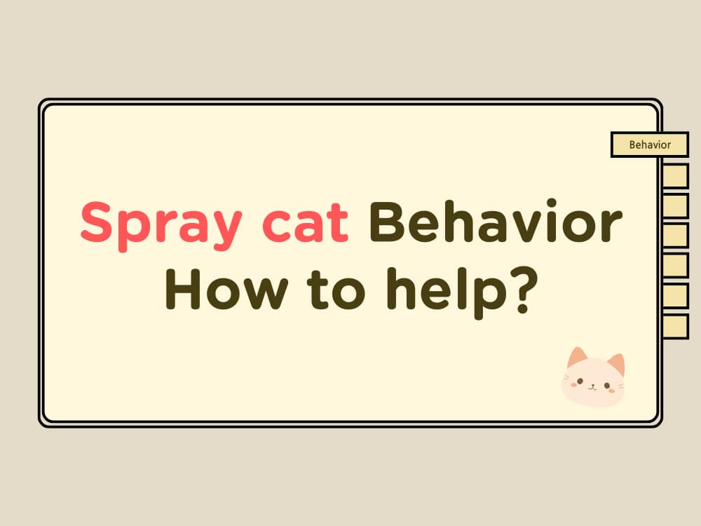 Spray Cat Behavior and How to Help Stray Cats