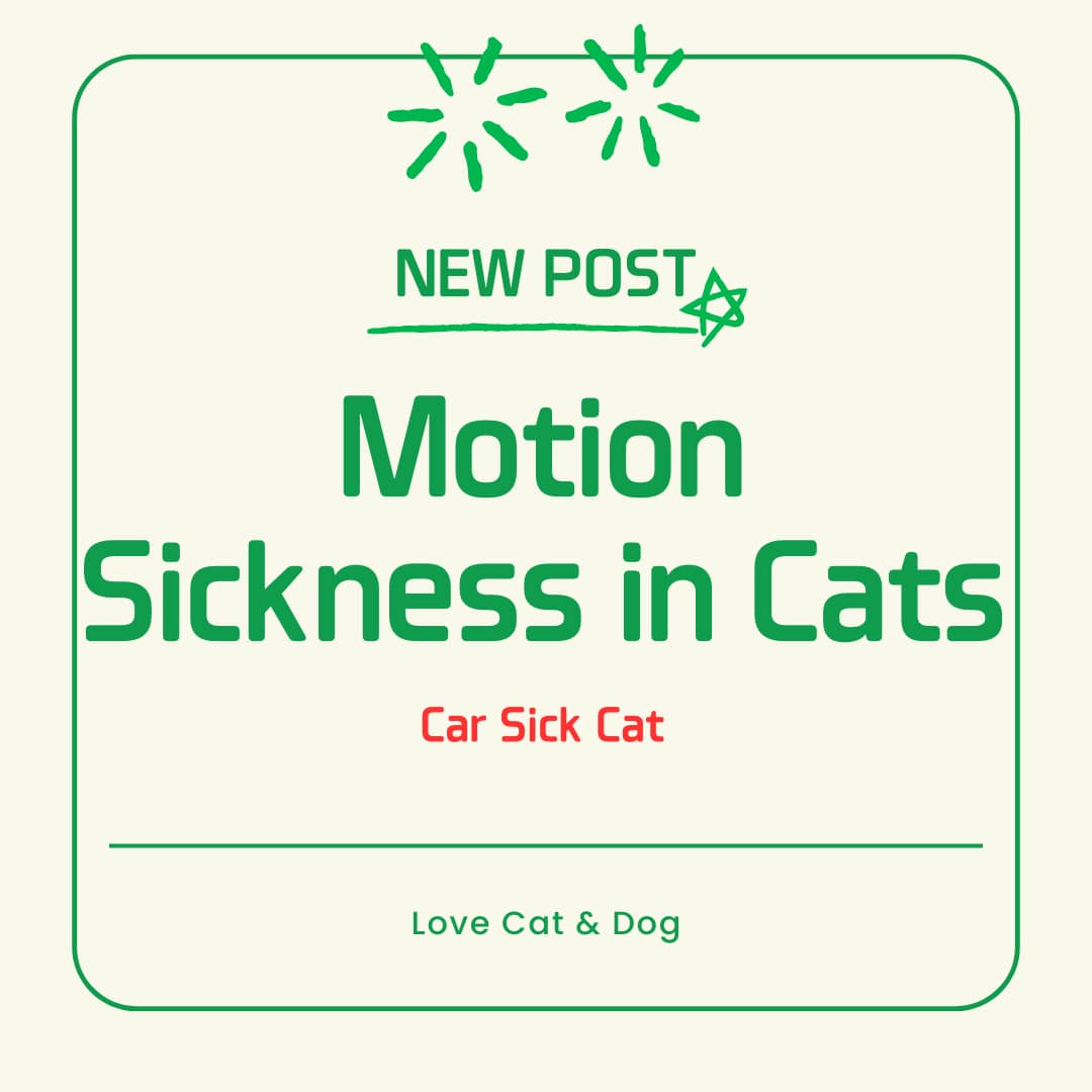 Motion Sickness in Cats: How to Prevent Car Sickness and Keep Your Cat ...
